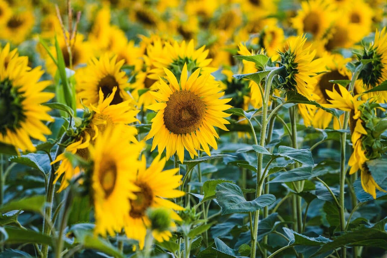 Le tournesol : cultivez vos propres fleurs solaires dans votre jardin ...